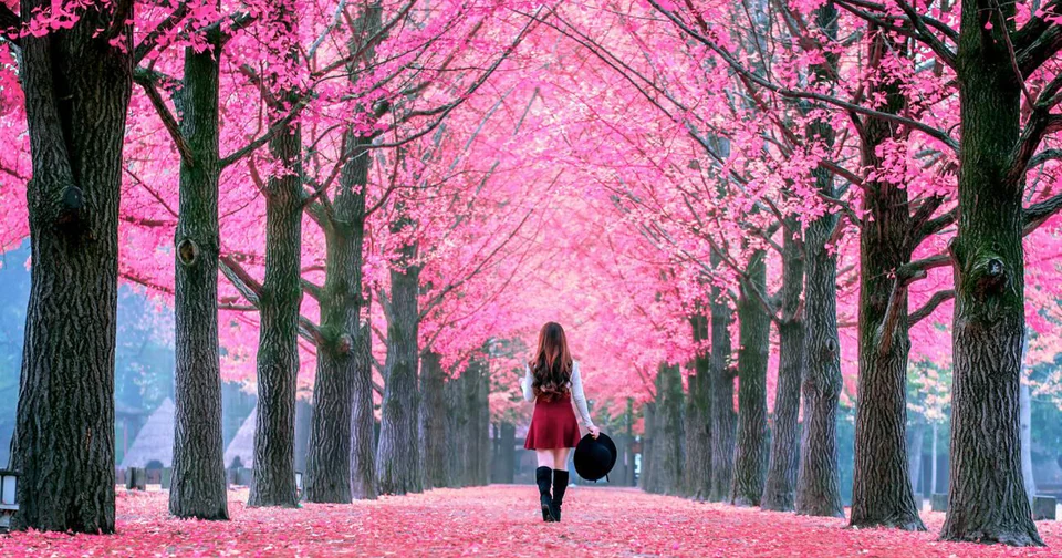 Korea - Seoul - Nami - cherry blossom viewing