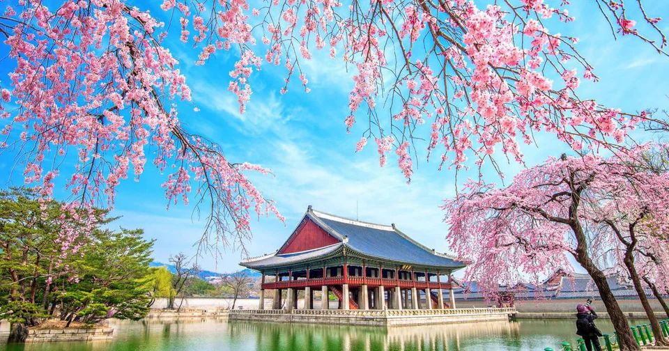 Korea - Seoul - Everland - cherry blossom viewing - spring 2