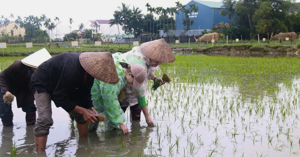 Rice farming experience in Hoian & flood prevention workshop group size